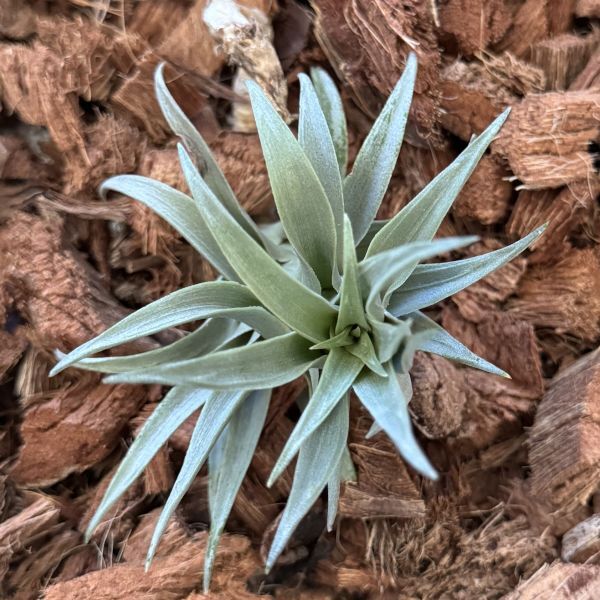 Tillandsia iglari ティランジア イグラリ エアプランツ チランジア(アナナス)｜売買されたオークション情報、yahooの商品 ...