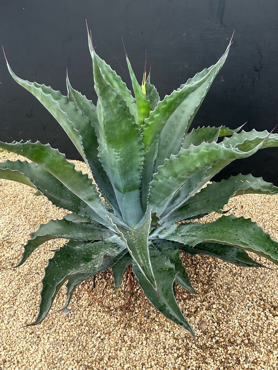Agave salmiana v ferox Logan Calhoun アガベ フェロックス ローガンカルホーン 大株(アガベ)｜売買されたオークション情報、yahooの商品情報をアーカイブ ...