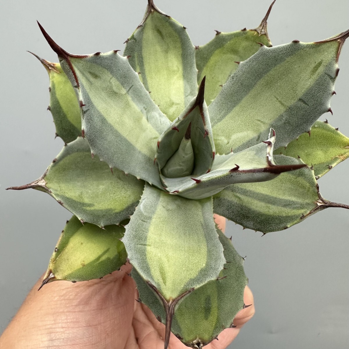 L LONG F48 アガベ パリー ホーチエンシス 極上斑 斑入り 吉祥天錦 Agave parryi f.variegata 特選優良強棘株(アガベ)｜売買されたオークション情報 ...