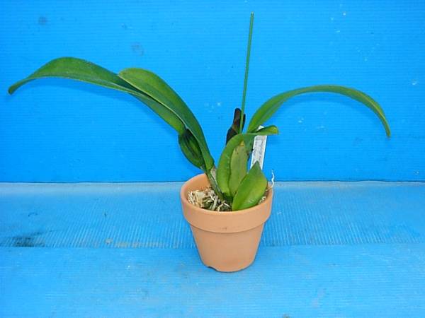 Rlc.Sanyung Ruby’冠竜’×Rlc.Nan Chang Suk’Olympic Torch’(ラン)｜売買されたオークション情報 ...