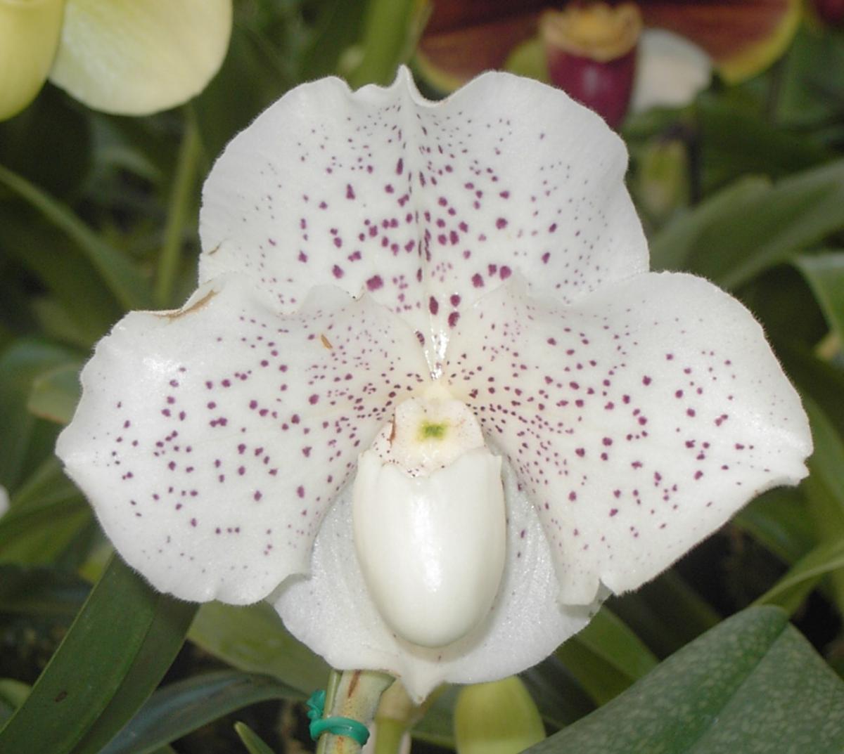 洋蘭 パフィオ TA1110 VS10-15 Paph. Ice Castle 'Galaxy' x Shun-Fa Golden ...