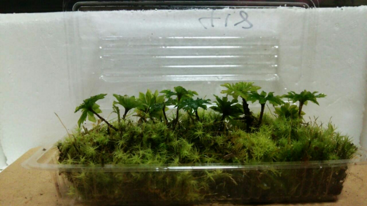 カサゴケ 天然 苔 コケ 18cm×9cm 山形パック テラリウム 盆栽 他 出品No.418(その他)｜売買されたオークション情報、yahooの商品情報をアーカイブ公開 - オークファン ...