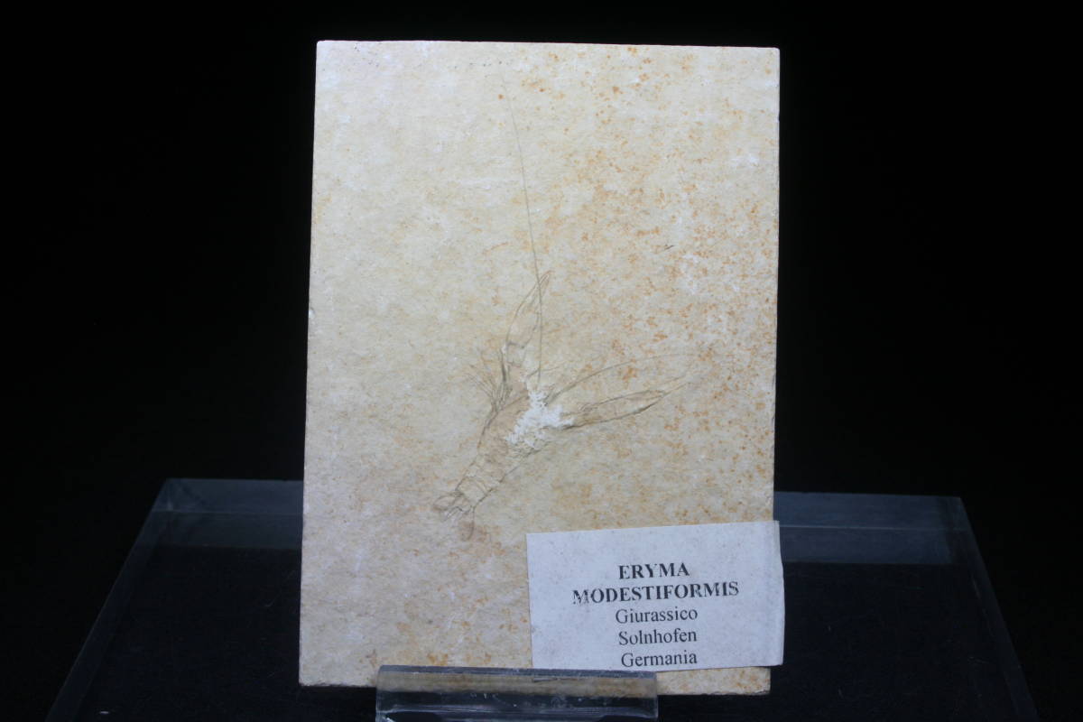 ロブスターの化石 エリマ Eryma modestiformis ゾルンホーフェン産 化石標本 A1560(化石)｜売買されたオークション情報 ...