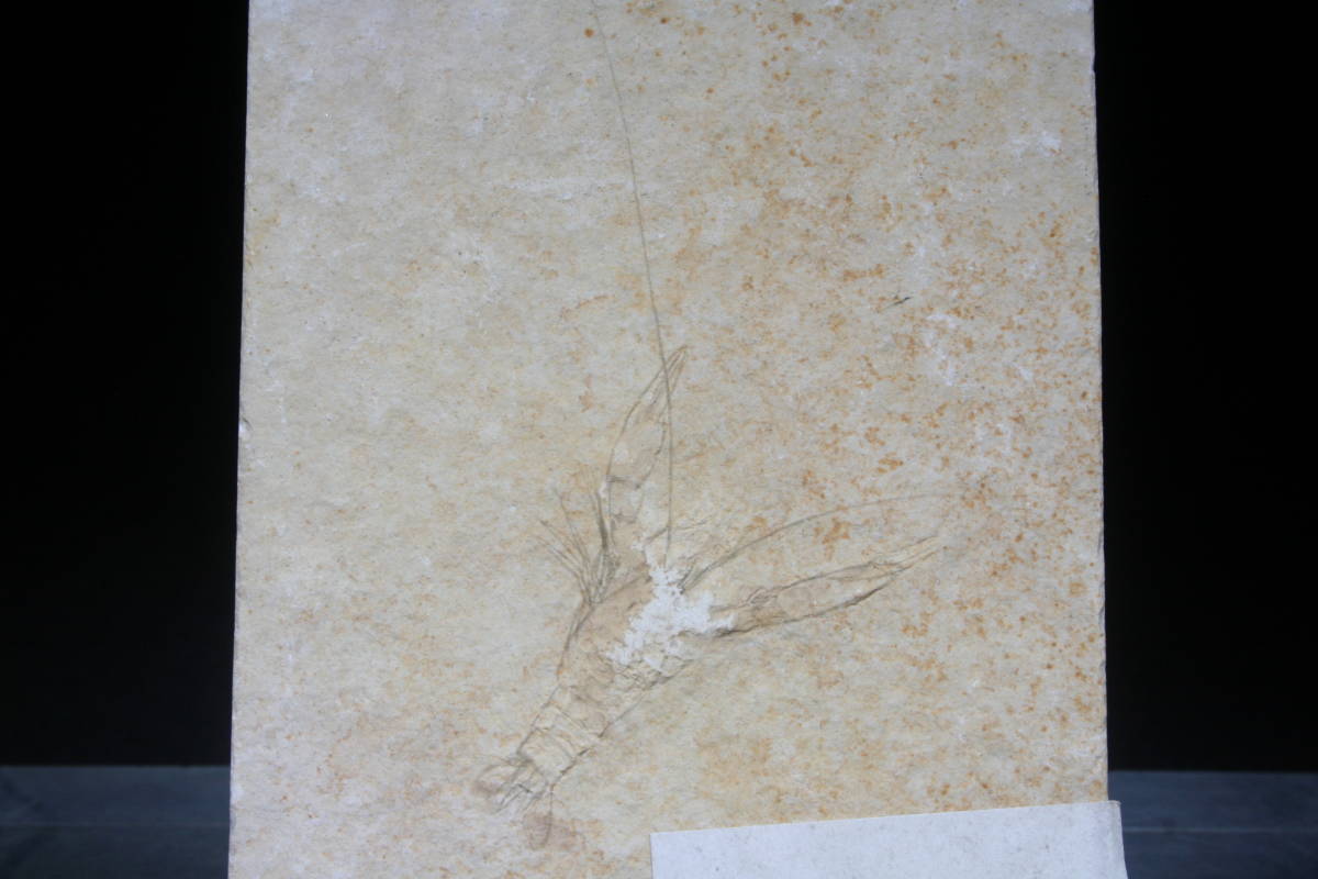 ロブスターの化石 エリマ Eryma modestiformis ゾルンホーフェン産 化石標本 A1560(化石)｜売買されたオークション情報 ...