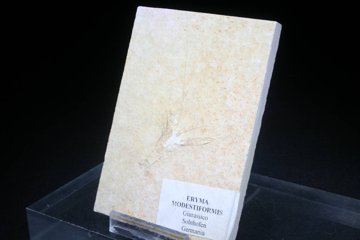 ロブスターの化石 エリマ Eryma modestiformis ゾルンホーフェン産 化石標本 A1560(化石)｜売買されたオークション情報 ...