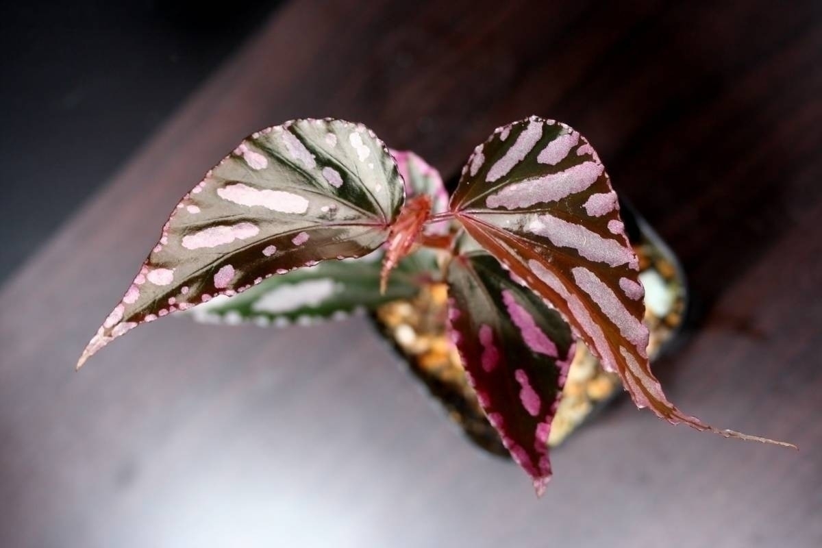 Begonia sp. Julau ベゴニアジュラウ ぼっち株 RIO便 R1214-01b(その他)｜売買されたオークション情報、yahooの商品情報をアーカイブ公開 - オークファン ...