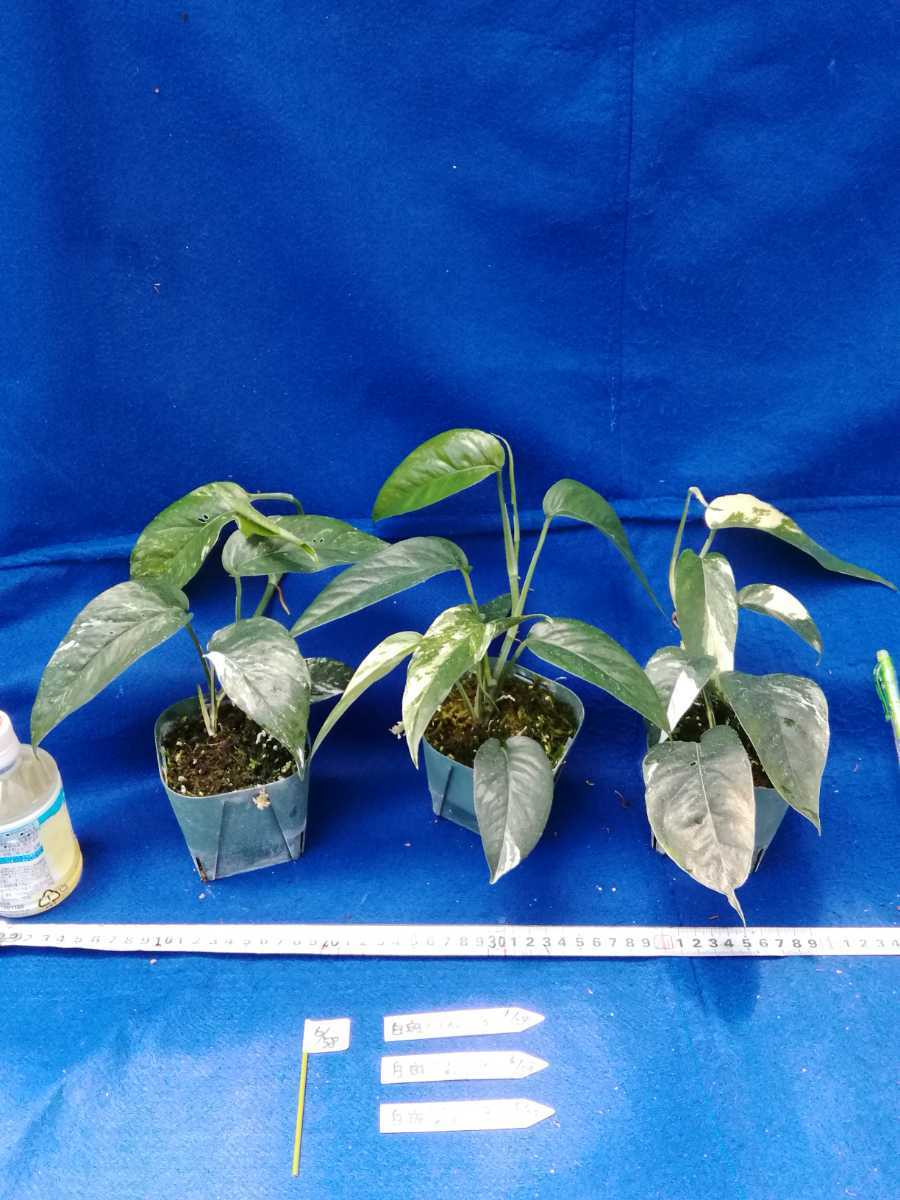 NO.0658 斑入り 古典 白斑ハブカズラ エピプレムナム 3ヶセット 観葉植物 インテリアにも(その他)｜売買されたオークション情報、yahooの商品情報をアーカイブ公開 - オークファン ...