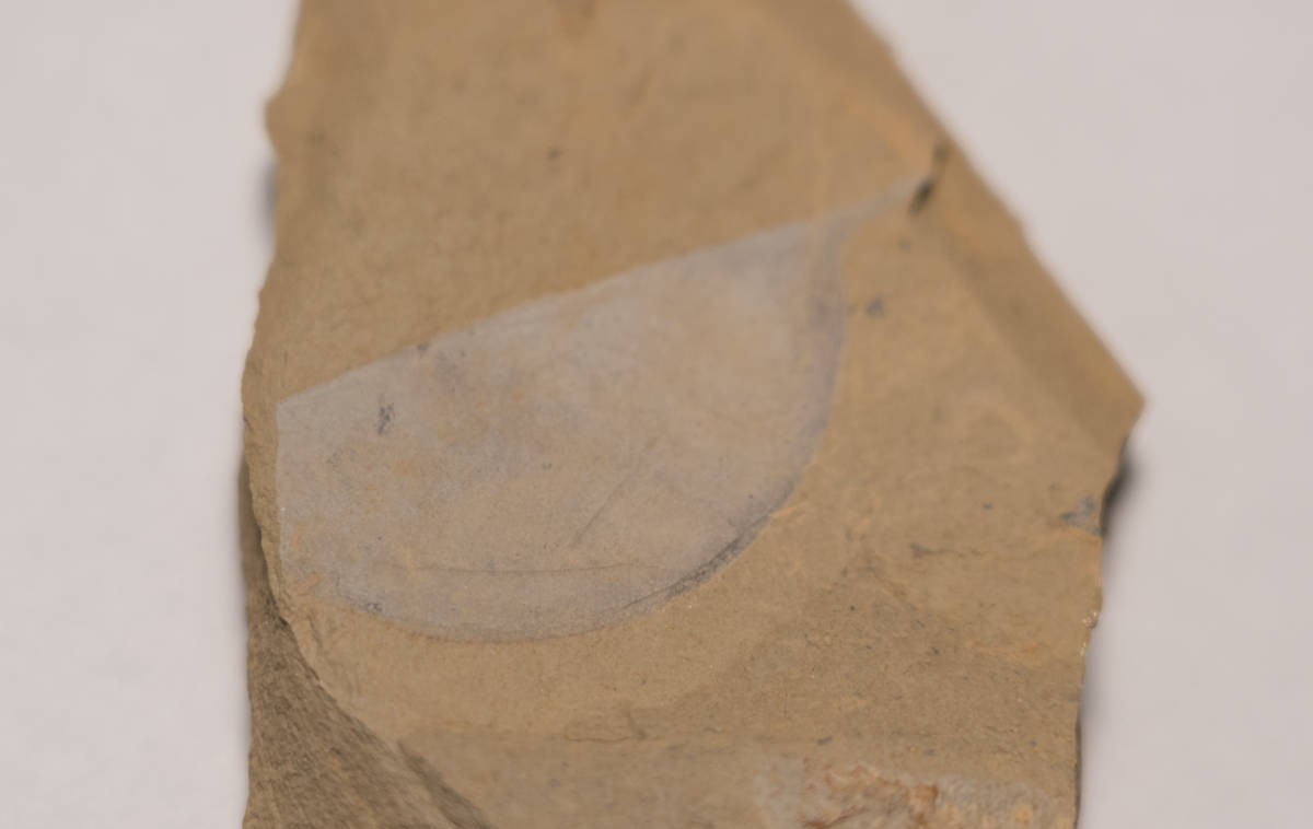 関山動物群 イソキシス Isoxys minor 化石 カンブリア爆発 No.1(化石)｜売買されたオークション情報、yahooの商品情報を ...