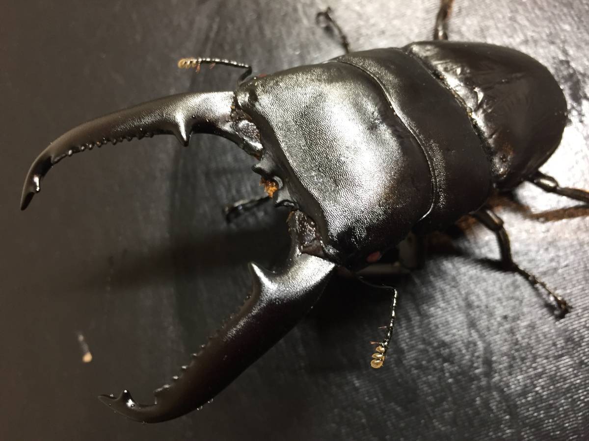 calmana パラワン オオヒラタ♂102.8mm + ♀4mm up #1105-7(外国産)｜売買されたオークション情報、yahooの ...