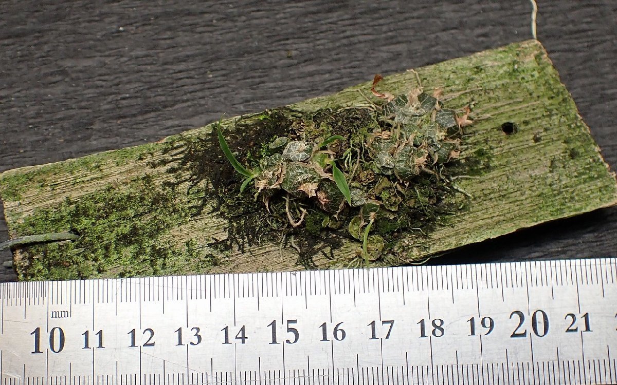 Conchidium extinctorium コンキディウム エクスティンクトリウム 小型ラン苗TT 第四種抜苗 税別1円スタート(ラン ...