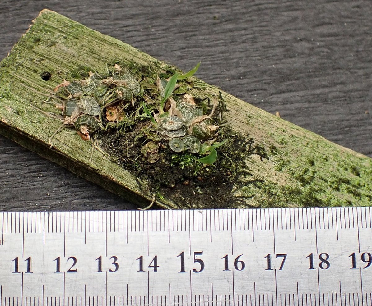 Conchidium extinctorium コンキディウム エクスティンクトリウム 小型ラン苗TT 第四種抜苗 税別1円スタート(ラン ...
