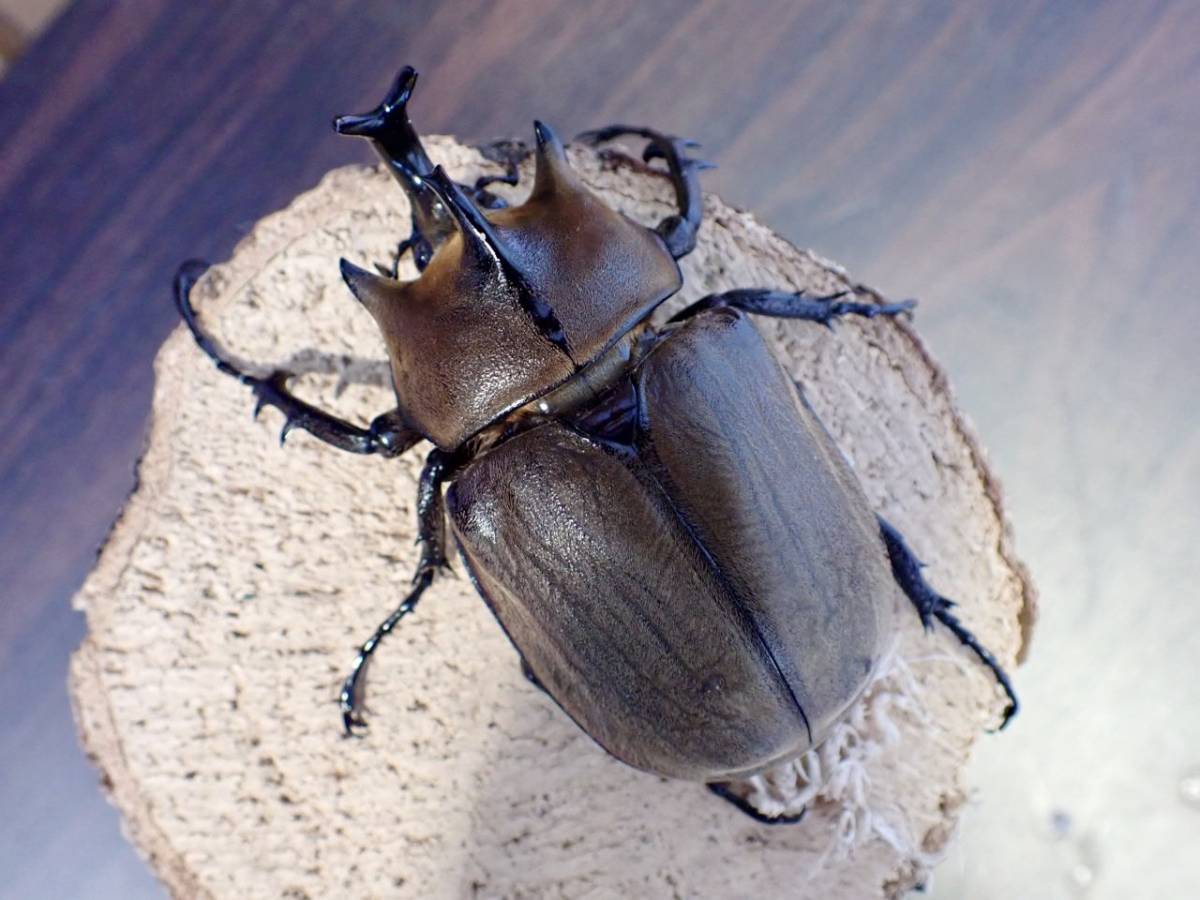 短期格安スタート BR703 WF3_ギアスゾウカブト 旧ルンバッシャー 成虫ペア(外国産)｜売買されたオークション情報、yahooの商品情報をアーカイブ公開 - オークファン（aucfan.com）