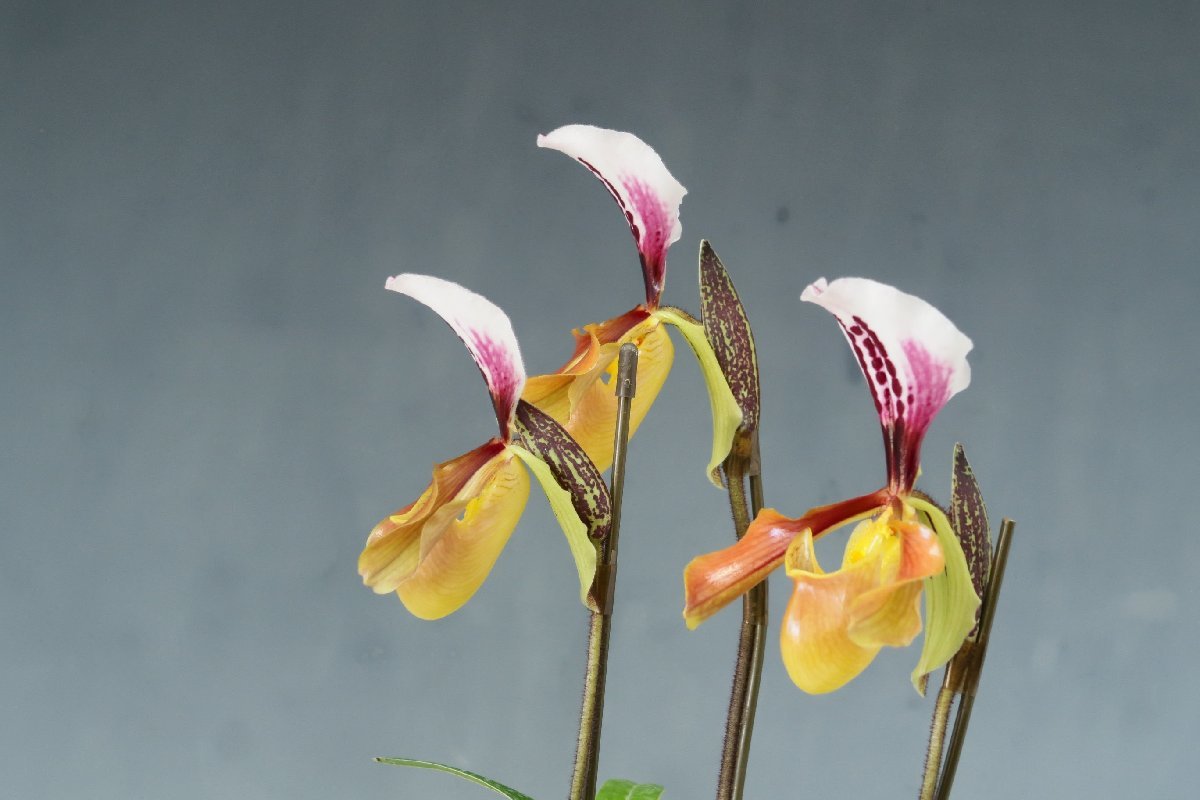洋蘭 原種 パフィオ TA9170 Paph. gratrixianum 'Alexej' Select(ラン)｜売買されたオークション情報 ...