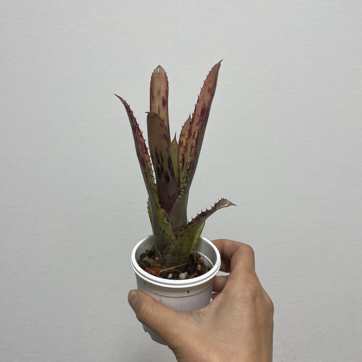 Pof Aechmea Freckles cv. of organensis エクメア フレックルス cv. オルガネンシス(アナナス)｜売買 ...