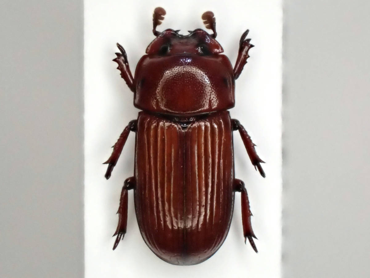 昆虫標本 レーベルツメカクシクワガタ Penichrolucanus leveri 好白蟻性 その2(その他)｜売買されたオークション情報 ...