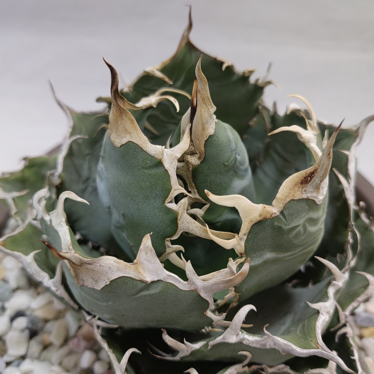 アガベ チタノタ 白鯨 白鯨 Agave titanota Beluga angel 子株 H40(アガベ)｜売買されたオークション情報 ...