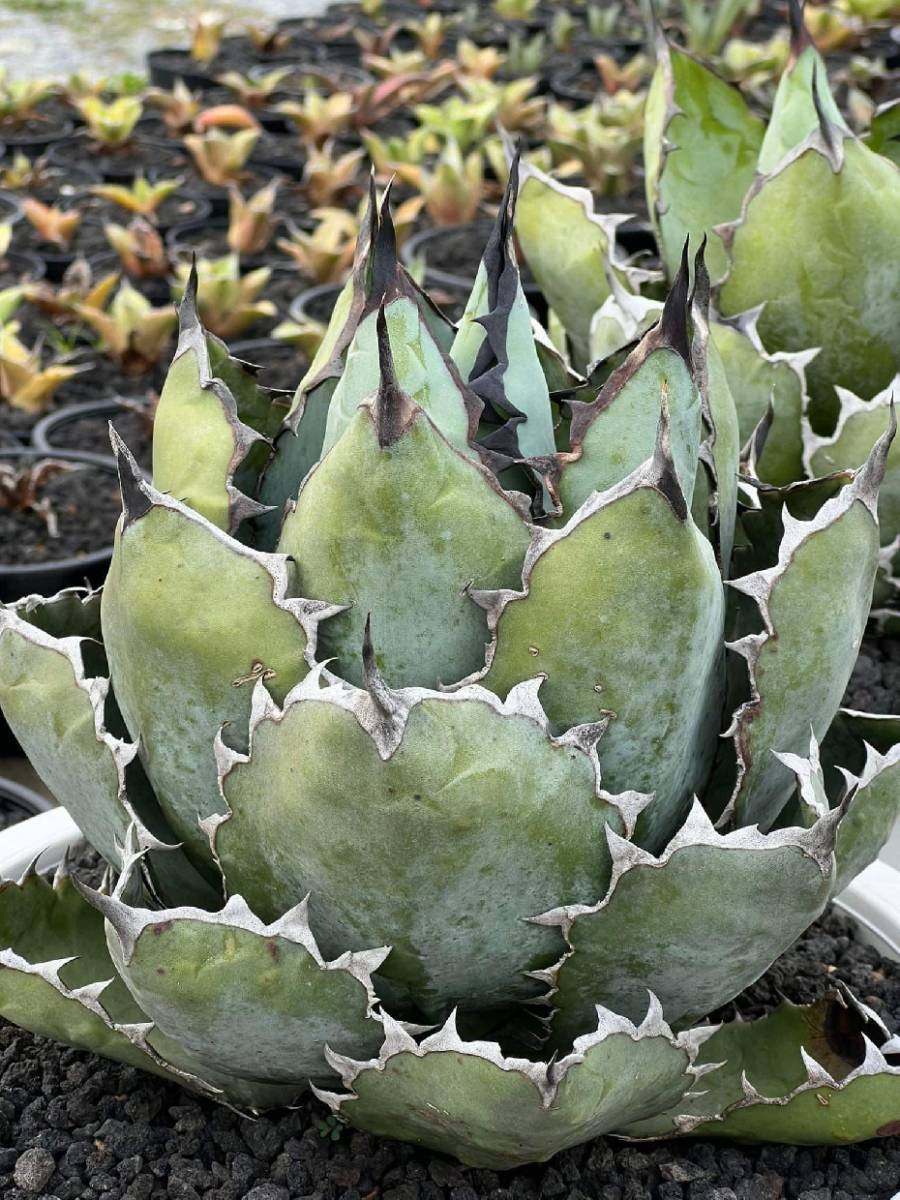 B224 同梱可 アガベ チタノタ Agave titanota 'Blue Ball' compact サボテン(サボテン)｜売買された ...
