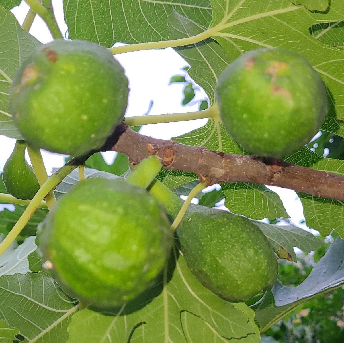 巨大イチジク穂 25cm Fiorone Gigante Fig フィオローネ ギガンテ(果物)｜売買されたオークション情報、yahooの商品 ...