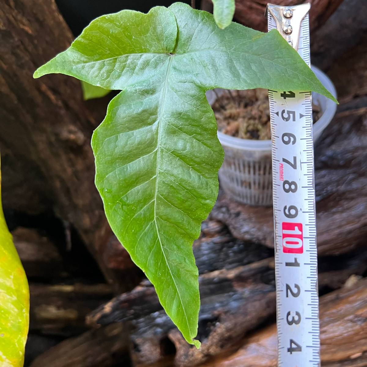 超激レア Tectaria polymorpha テクタリア ポリモルファ 熱帯 亜熱帯 アジア ジャングル シダ｜その他