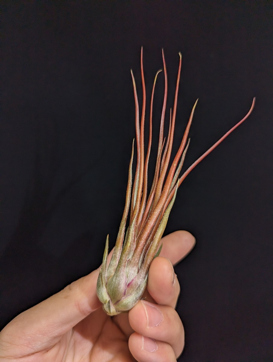 Tillandsia 'Seth Blaze' T.bulbosa large form x ionantha ‘Fuego’ エアープランツ ...