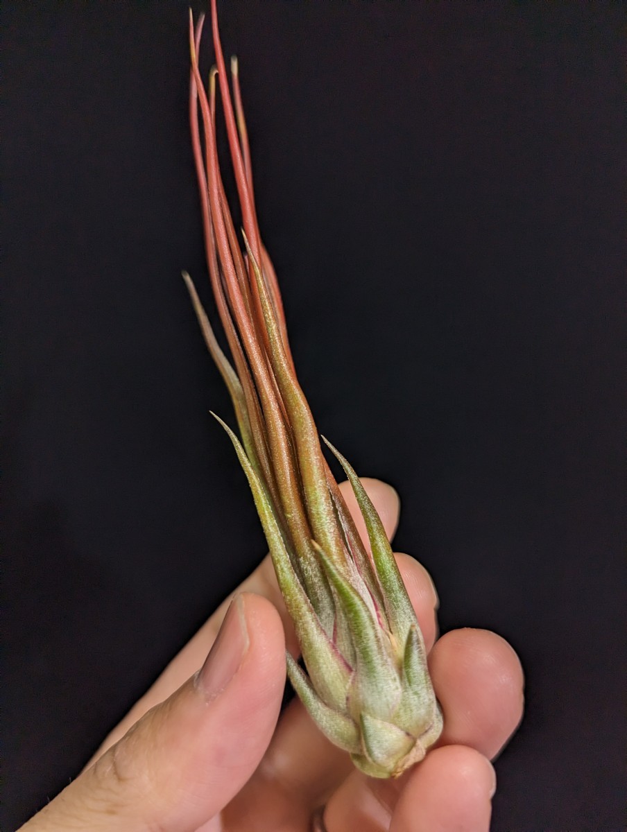 Tillandsia 'Seth Blaze' T.bulbosa large form x ionantha ‘Fuego’ エアープランツ ...