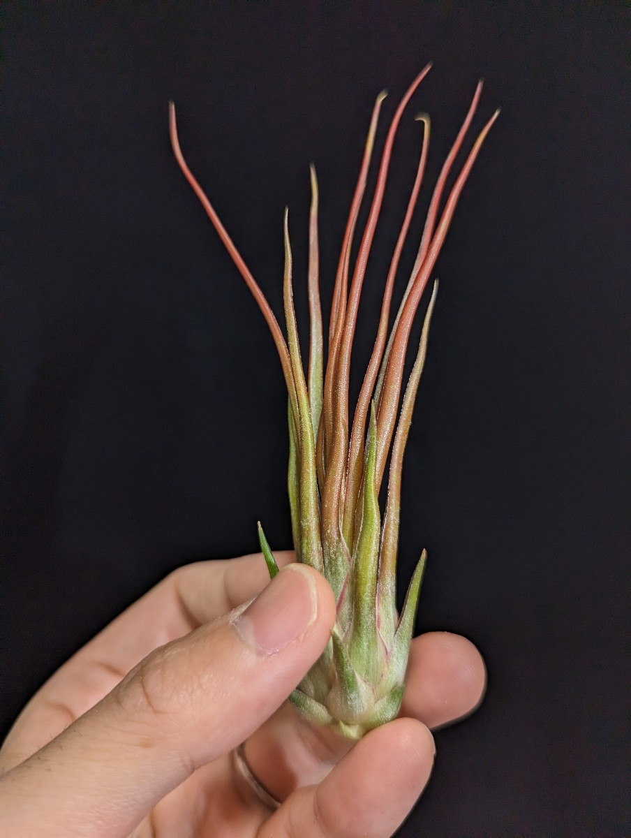 Tillandsia 'Seth Blaze' T.bulbosa large form x ionantha ‘Fuego’ エアープランツ ...