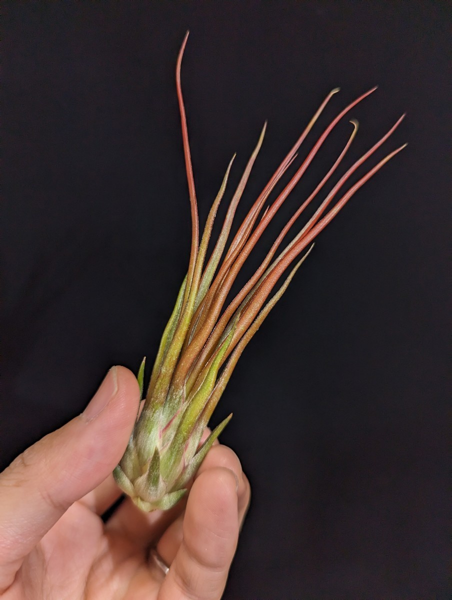 Tillandsia 'Seth Blaze' T.bulbosa large form x ionantha ‘Fuego’ エアープランツ ...
