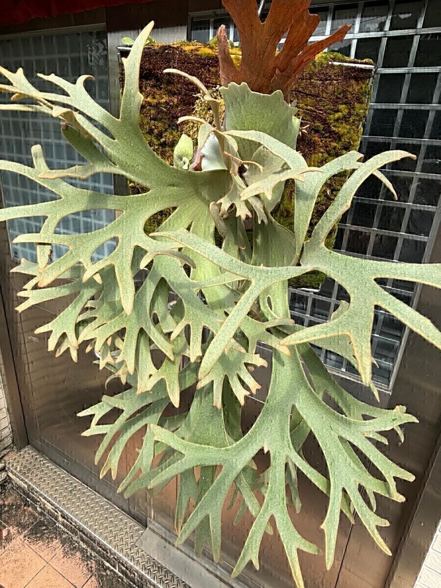 E11 P.Willinckii O.M.G sporeling スポア 呉旻修さん公認 ビカクシダ 証明タグ付き(ビカクシダ、コウモリラン)｜売買されたオークション情報、yahooの商品情報 ...