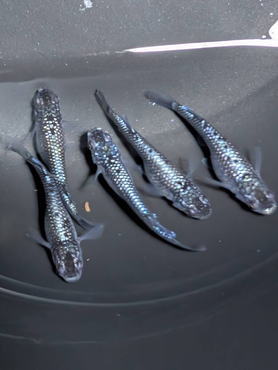 めだか屋 華ちゃん クラウドグレーダイヤの有精卵50個+α 20個 計70個 B23(めだか)｜売買されたオークション情報、yahooの商品情報をアーカイブ公開 - オークファン（aucfan ...