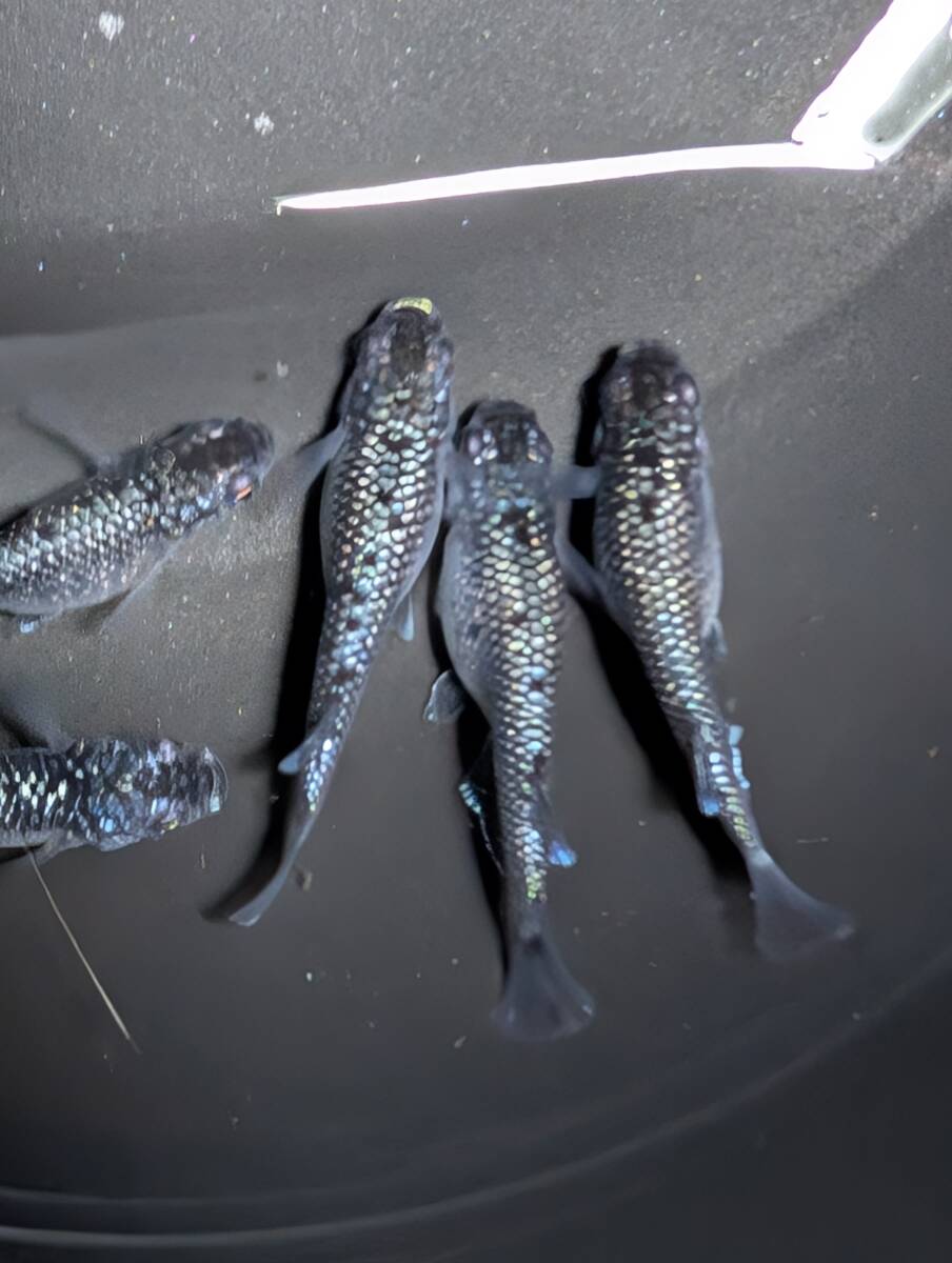 めだか屋 華ちゃん クラウドグレーダイヤの有精卵50個+α 20個 計70個 B23(めだか)｜売買されたオークション情報、yahooの商品情報をアーカイブ公開 - オークファン（aucfan ...