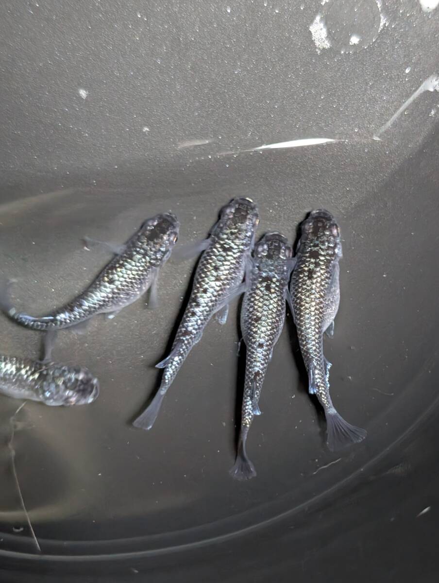 めだか屋 華ちゃん クラウドグレーダイヤの有精卵50個+α 20個 計70個 B23(めだか)｜売買されたオークション情報、yahooの商品情報をアーカイブ公開 - オークファン（aucfan ...