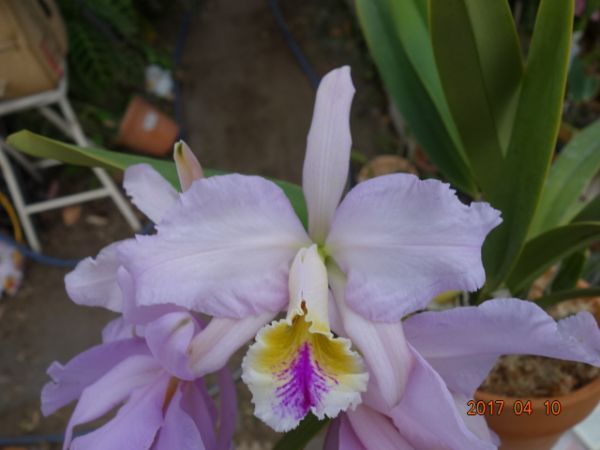洋蘭カトレア原種 MS-740 C. mossiae tipo 'Spring Festival' OG 大株花着(ラン)｜売買された ...