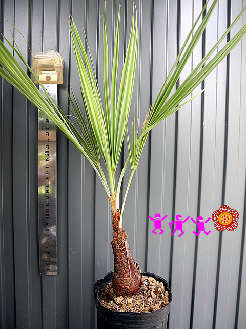 RR_レアヤシ特集 Brahea clara Ice blue アルマタよりも銀葉 地植可能 2008年播種ブラヘア クララ 長期栽培株 ヤシ ...