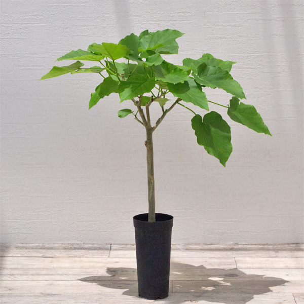 観葉植物 数量限定 フィカス ウンベラータ / 3.5寸 約W65×H75cm(ウンベラータ)｜売買されたオークション情報、yahooの商品情報をアーカイブ公開 - オークファン（aucfan ...