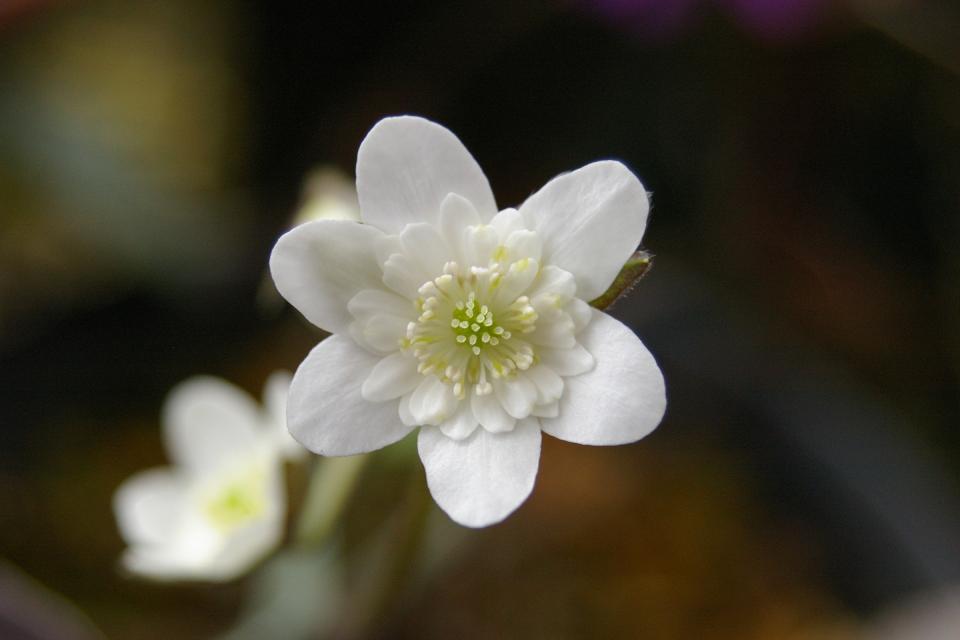 雪割草_ 2107 白天光(その他)｜売買されたオークション情報、yahooの商品情報をアーカイブ公開 - オークファン（aucfan.com）