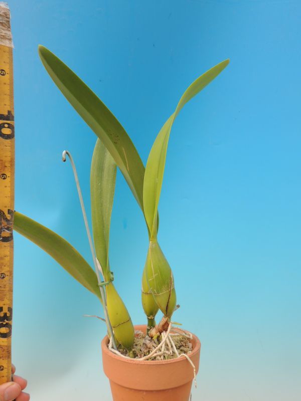 T 洋蘭 カトレア Laelia superbiens fma. alba 'Don Hubert Cross' 洋ラン(ラン)｜売買された ...