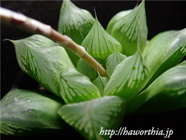 ハオルチア 青蛇伝 白蛇伝縞斑 斑抜け 191(サボテン)｜売買されたオークション情報、yahooの商品情報をアーカイブ公開 - オークファン（aucfan.com）