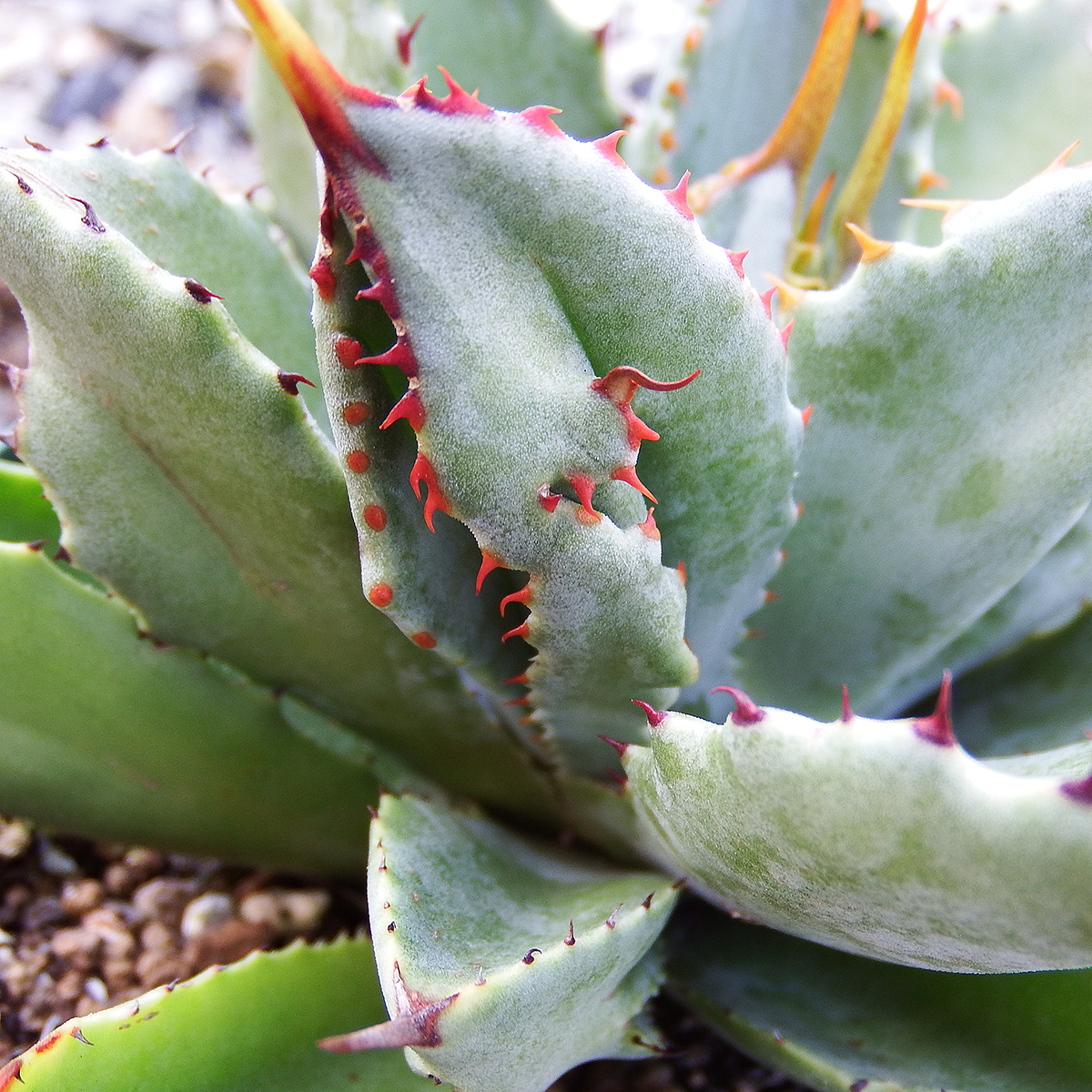 SKY 多肉植物 アガベ キュービック Y03 ガッシリ型 珍種 怪獣 Agave Rare Monster(アガベ)｜売買されたオークション ...