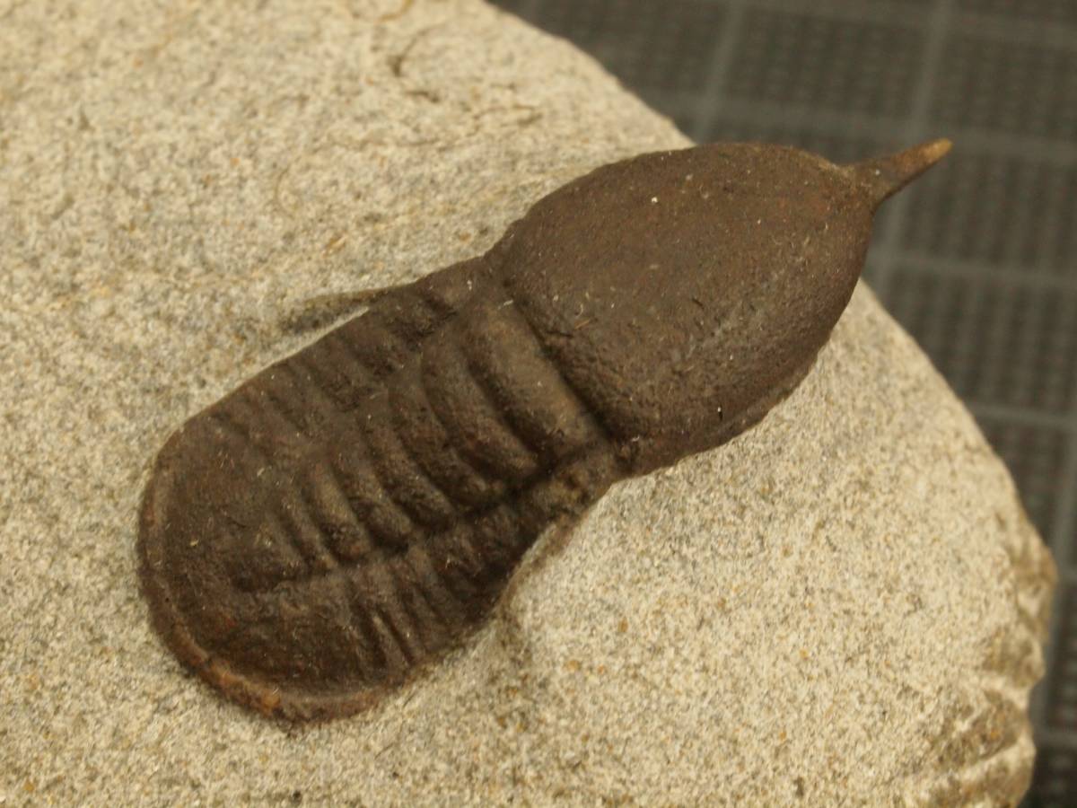 Symphysops stevaninae 三葉虫(化石)｜売買されたオークション情報、yahooの商品情報をアーカイブ公開 - オークファン ...