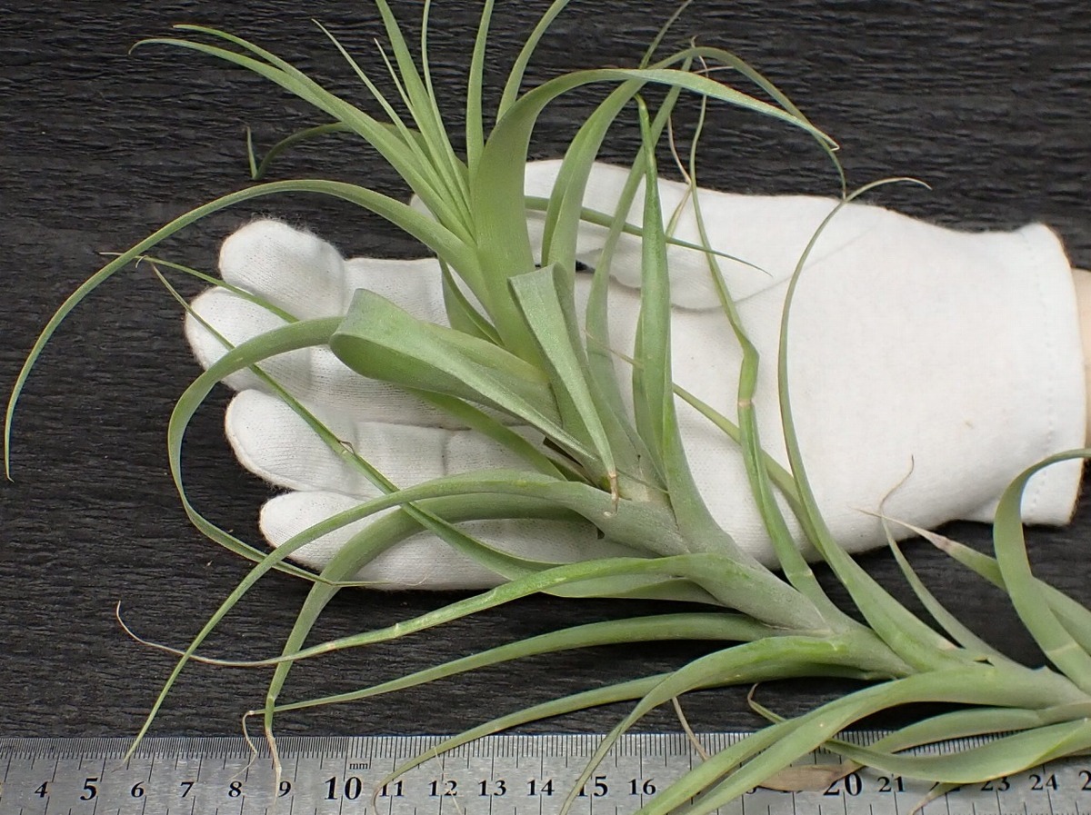 Tillandsia latifolia 'Caulescent' チランジア ラティフォリア カウレッセント エアプランツTI 第四種 税別 ...