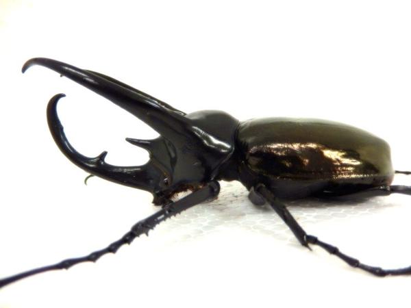 特大 コーカサスオオカブト♂120ミリ成虫ペア max122ミリ(外国産)｜売買されたオークション情報、yahooの商品情報をアーカイブ公開 ...