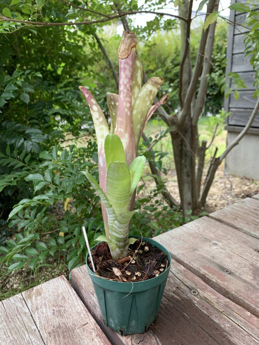 ビルベルギア タルボット クレセントムーン Billbergia Talbot ‘ Crescent moon’ ブロメリア(アナナス)｜売買されたオークション情報、yahooの商品情報を ...