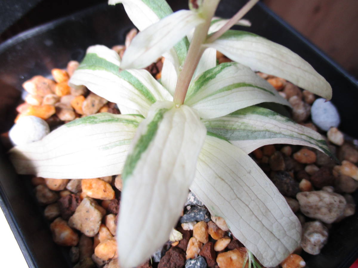 斑入りフキ – 白散斑 花 – YXEKC