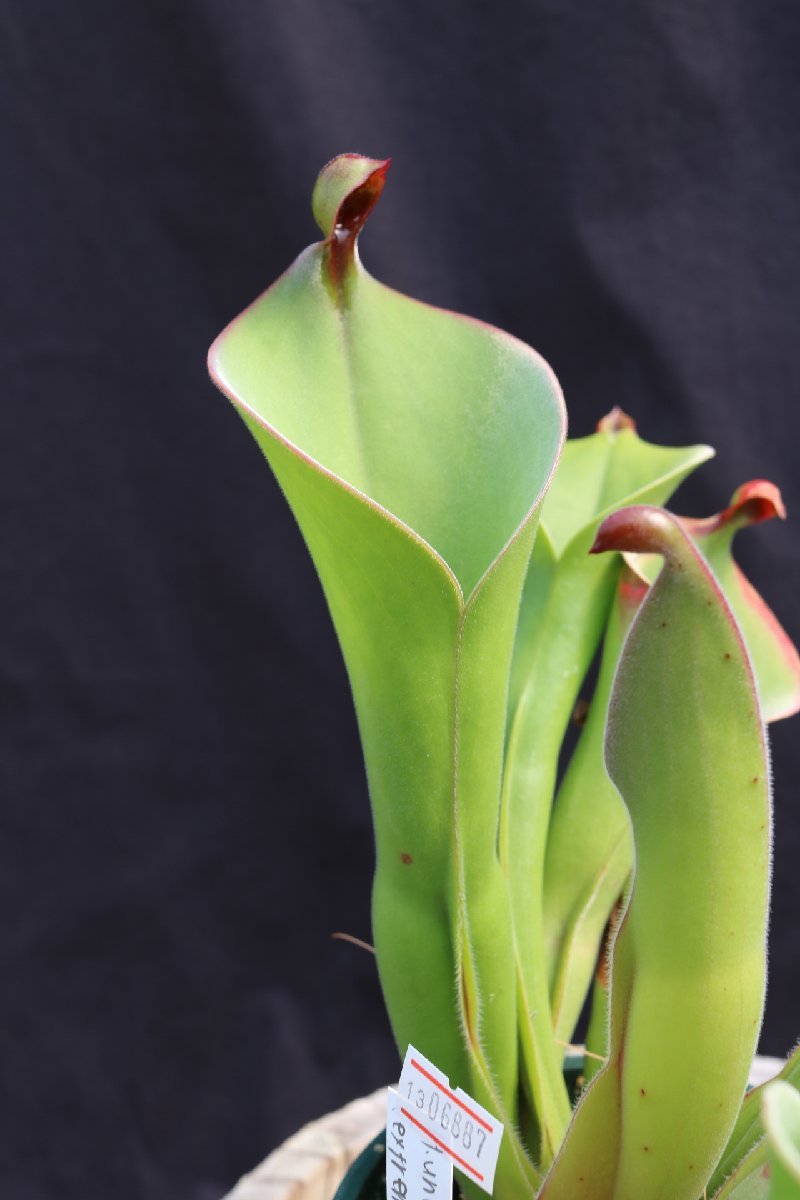 再出 GWセール Heliamphora uncinata x parva extremely hairly 3.5号 食虫植物ヘリアンフォラ ...