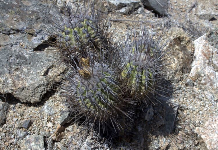 Copiapoa bridgesii top wooly dark spines fleshy taproot コピアポア種子 10粒 南米 ...