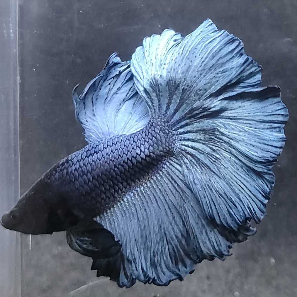 SH50 スチールブルー ハーフムーンローズテール オス 撮影個体を出荷します(ベタ)｜売買されたオークション情報、yahooの商品情報をアーカイブ公開 - オークファン（aucfan.com）