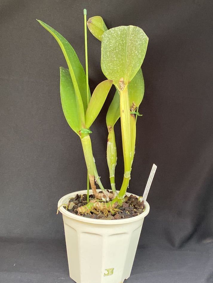 洋蘭大輪カトレア交配種 メリクロン株 Rlc.Twenty First Century ‘New Generation’ SM/JOGA ...