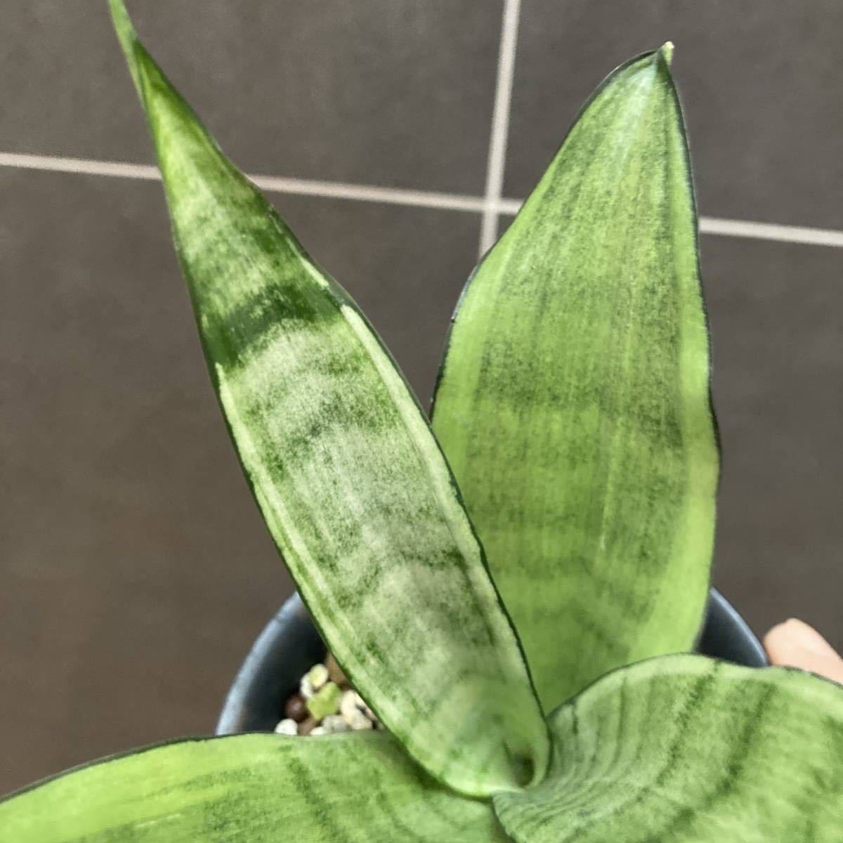 種 Sansevieria Silver Angel Moonshine mutation サンセベリア シルバーエンジェル サンスベリア ...
