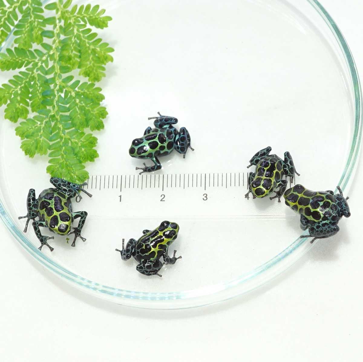 5匹セット バリアビリスヤドクガエル サザン Ranitomeya variabilis Southern(カエル)｜売買されたオークション ...