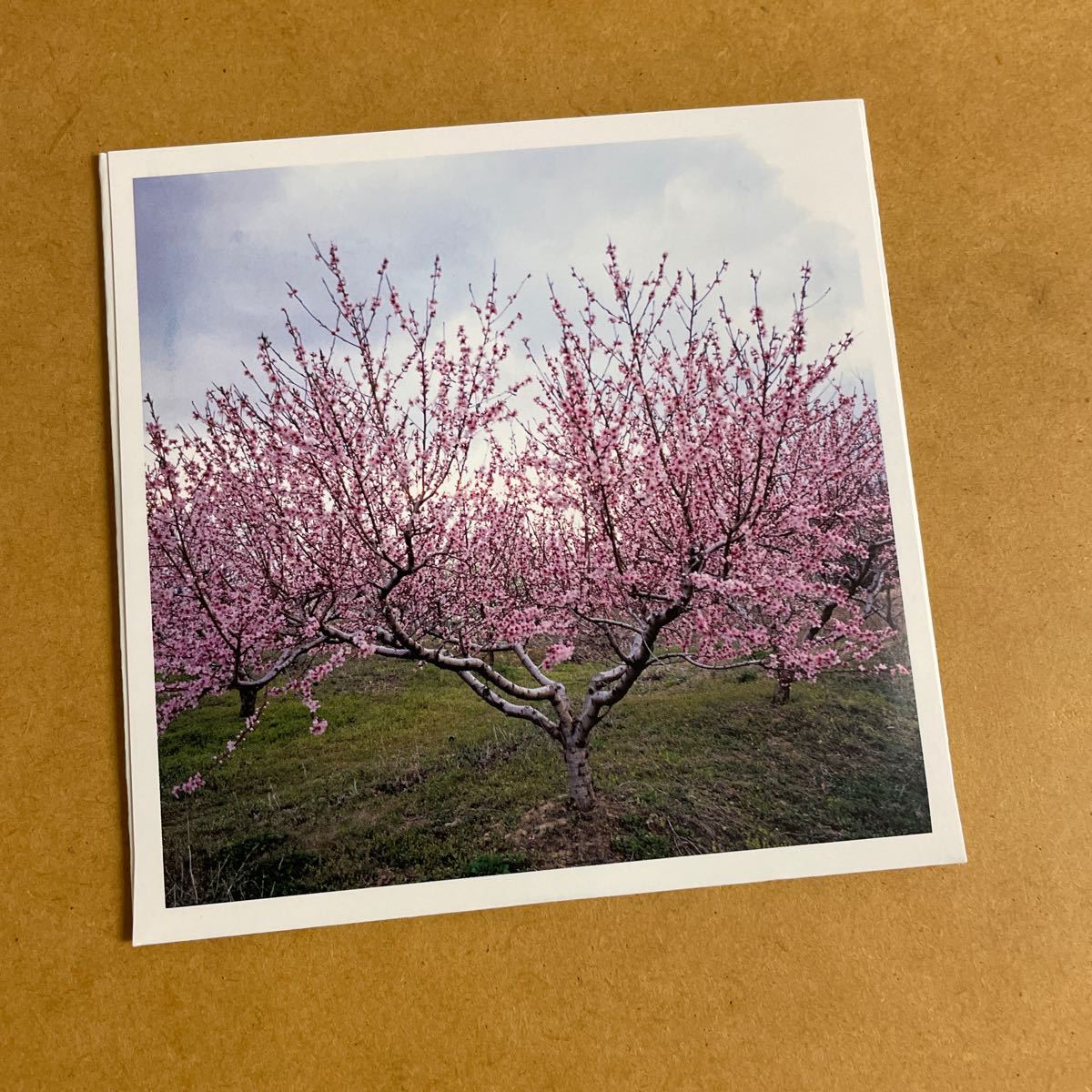 WASHED OUT/WITHIN AND WITHOUT SUB POP輸入盤 チルウェイヴ/グローファイ名盤Chillwave/Glo ...